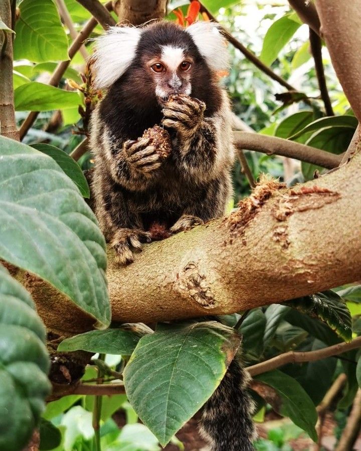 Visit Almere Jungle Zoo in Almere | Live the World