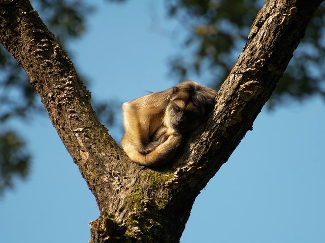 Visit Apenheul in Apeldoorn | Live the World