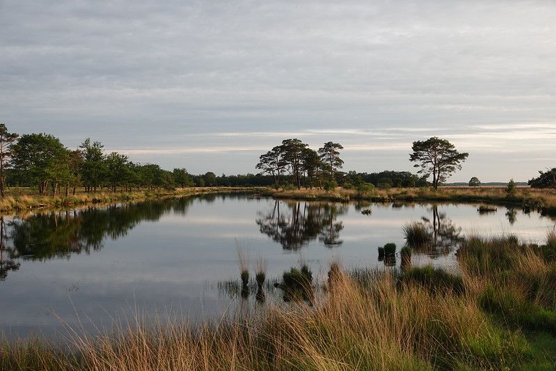 Visit Dwingelderveld National Park (Nationaal Park Dwingelderveld ) in ...