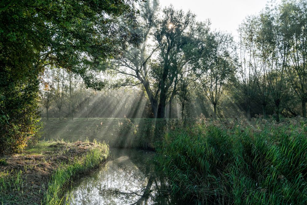 Visit National Park De Biesbosch in Drimmelen | Live the World