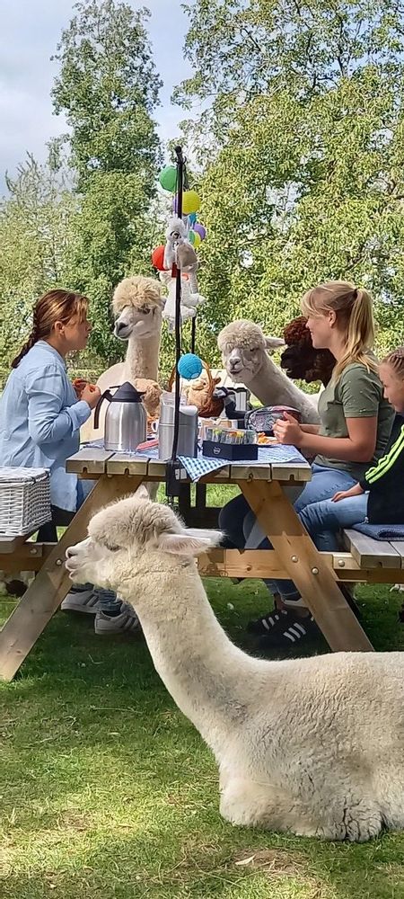 Visit Alpaca Zeeland in Nieuwdorp | Live the World