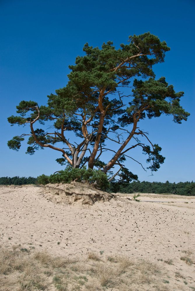 Visit Hoge Veluwe National Park in Otterlo | Live the World