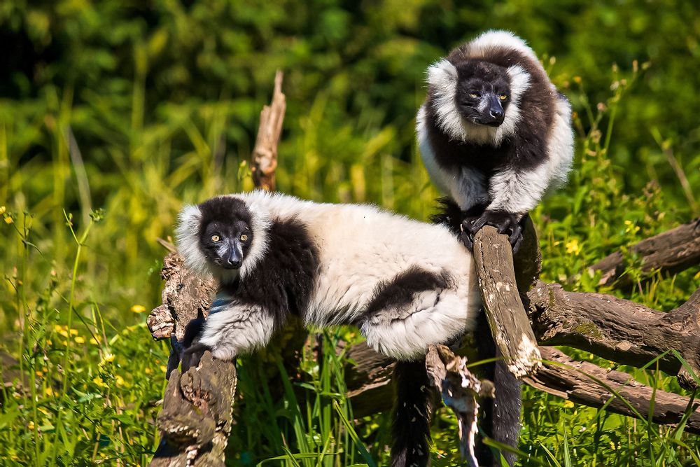 Visit Pakawi Park in Balen | Live the World