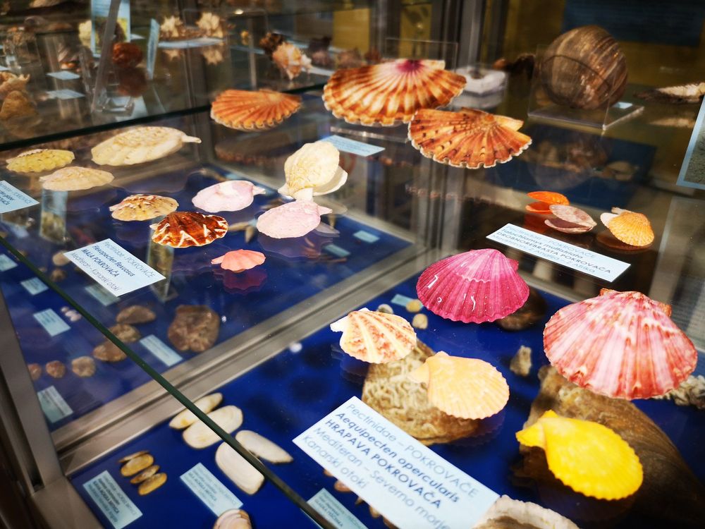 Visit Magical World of Shells Museum ( Muzej školjk) in Piran | Live ...