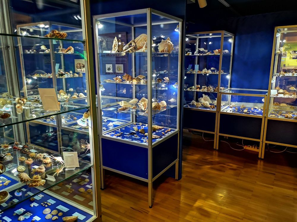 Visit Magical World of Shells Museum ( Muzej školjk) in Piran | Live ...