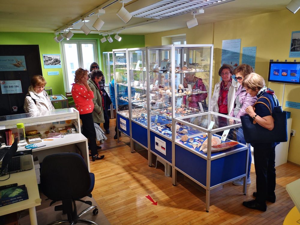Visit Magical World of Shells Museum ( Muzej školjk) in Piran | Live ...