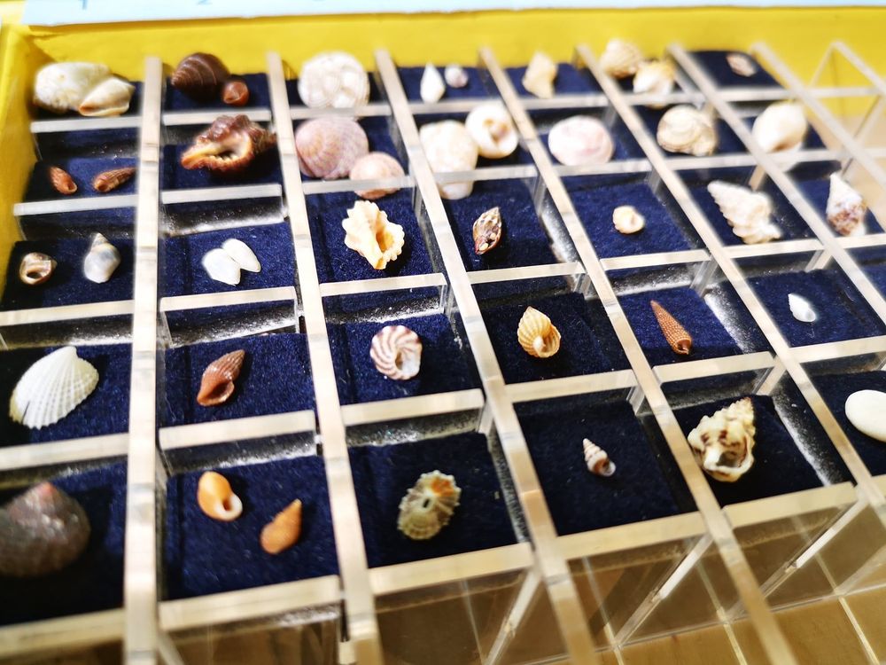 Visit Magical World of Shells Museum ( Muzej školjk) in Piran | Live ...