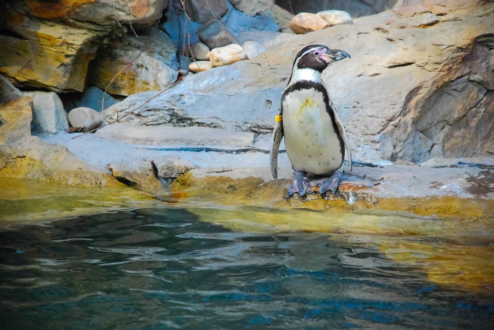 Visit Zoo and Chateau Zlin-Lesna (ZOO a zámek Zlín-Lešná) in Zlín ...