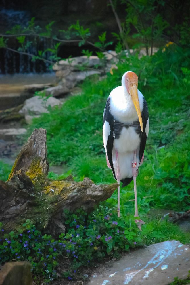 Visit Zoo and Chateau Zlin-Lesna (ZOO a zámek Zlín-Lešná) in Zlín ...