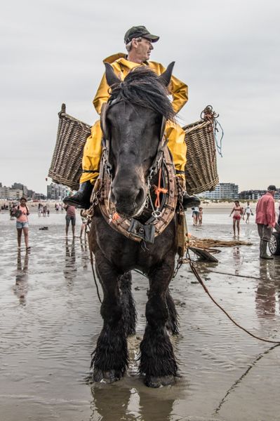Visit Catch shrimp on horseback in Oostduinkerke | Live the World
