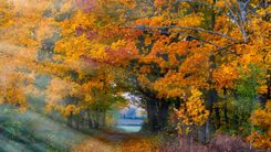 All roads lead to Punia - the ancient woods of Lithuania