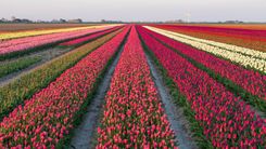 Top 10 reasons to visit the Netherlands in the spring