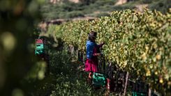 Bolivian high-altitude wines in Tarija