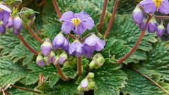 Meet Ramonda Serbica, the phoenix plant found only in Serbia