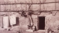 The treasure of Maribor: Stara trta – the world’s oldest vine