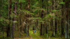 All roads lead to Punia - the ancient woods of Lithuania