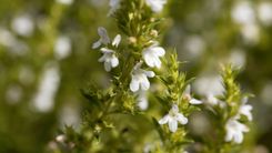 Rtanj tea, a healing plant from Serbia